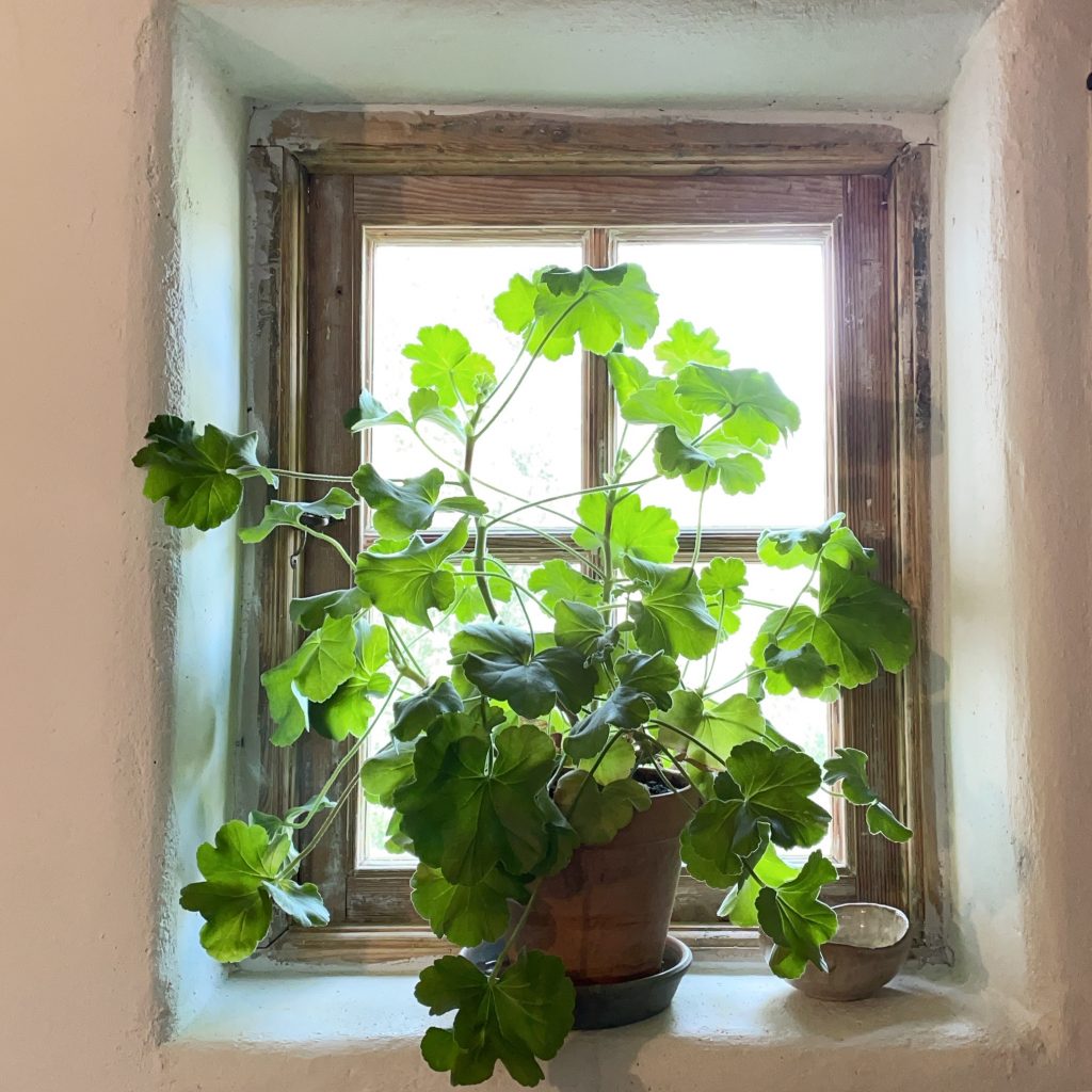 Ruckel och rödfärg